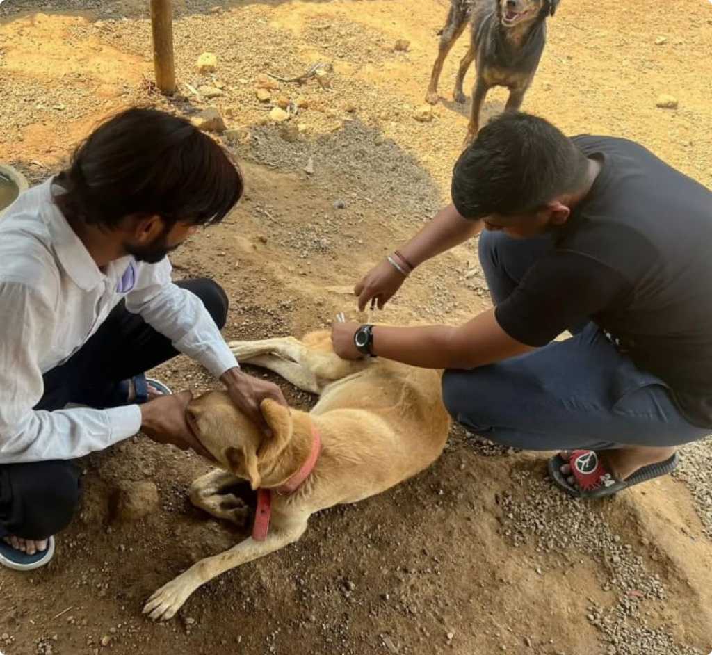 AASRA - Animal Rescue & Welfare in Hyderabad